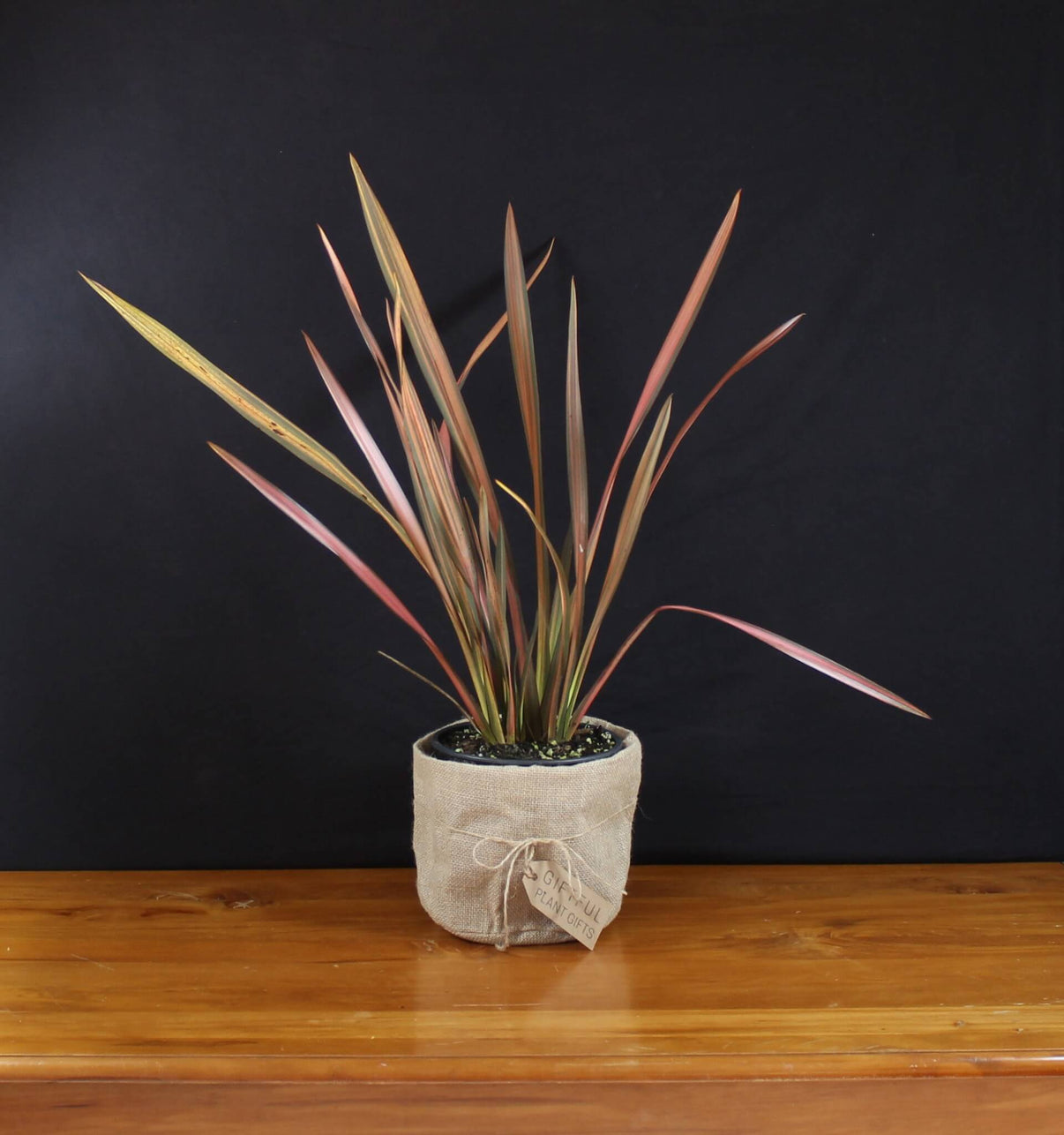 Flax NZ – Giftful Plants & Gifts